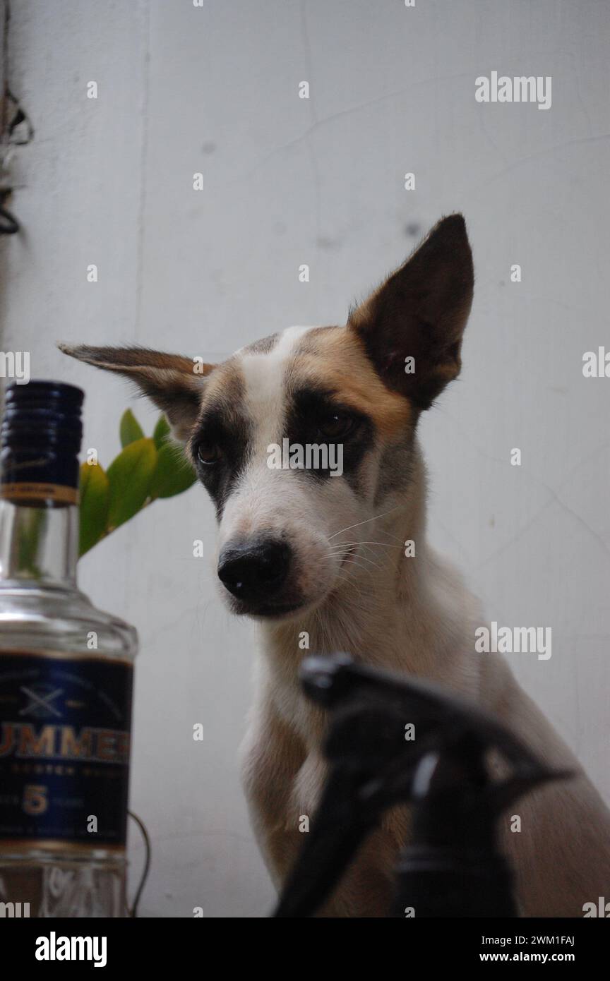 My beloved dog luke Stock Photo - Alamy