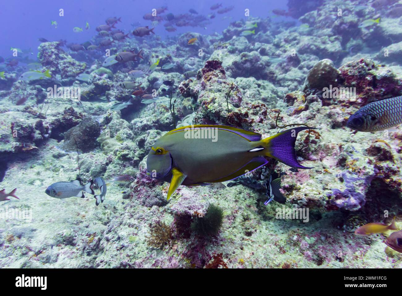 Yellowfin surgeon fish in the coral reef of Maldives island. Tropical ...