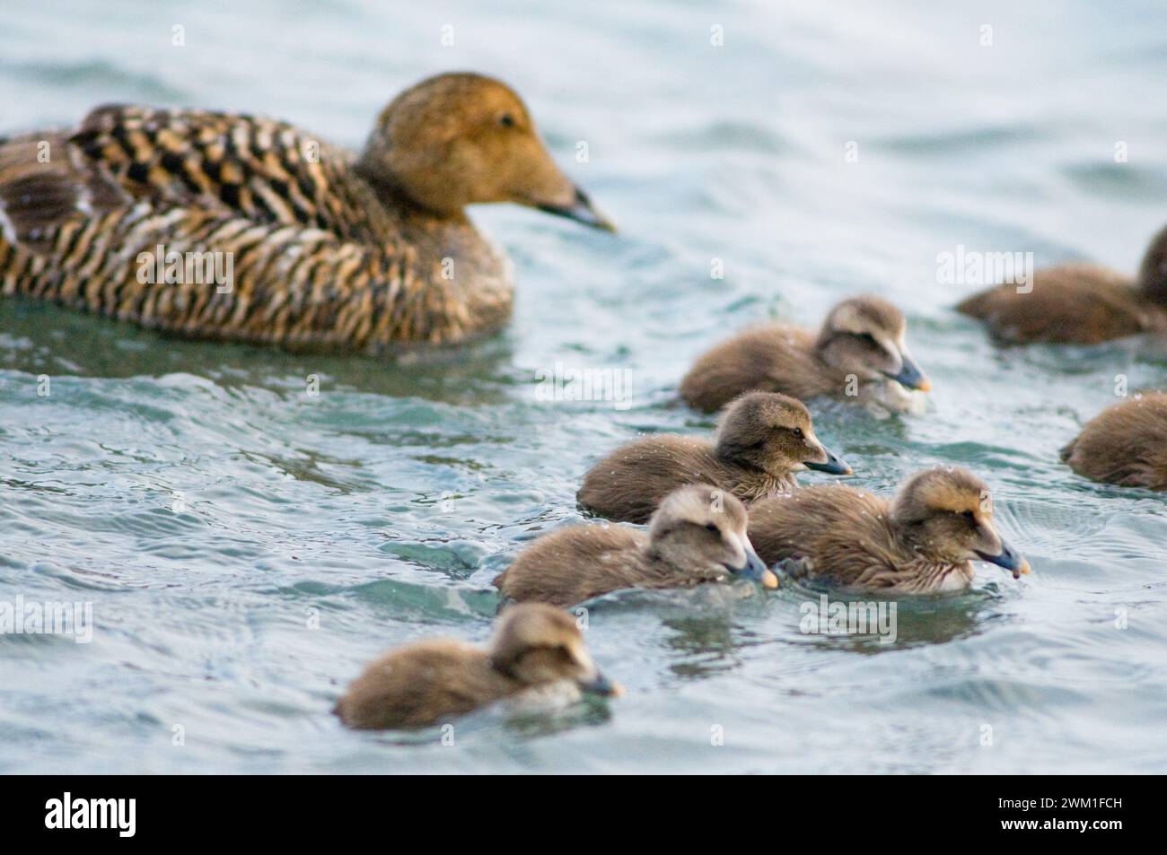 Baibes hi-res stock photography and images - Alamy