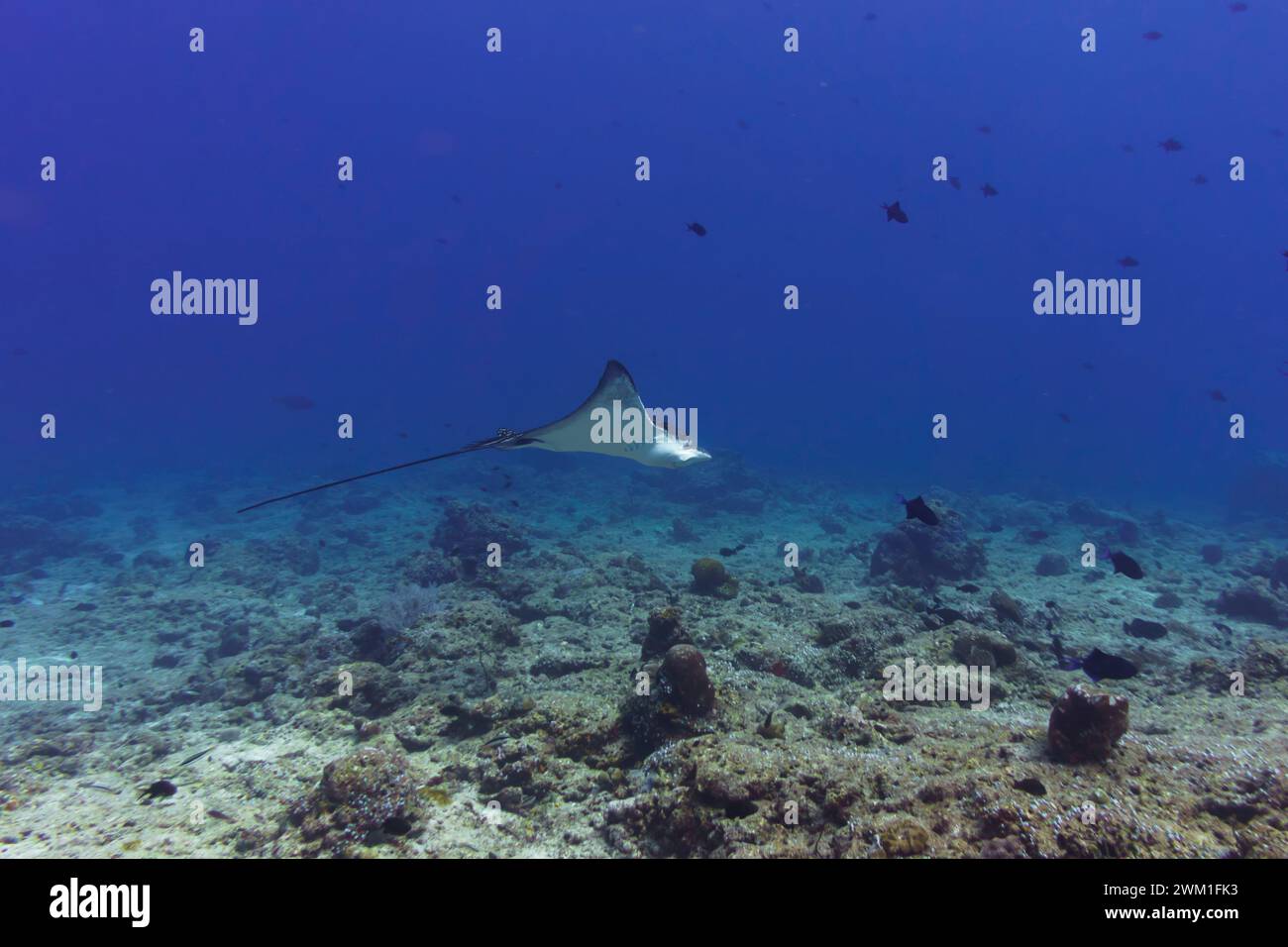 Scary stingray hi-res stock photography and images - Alamy