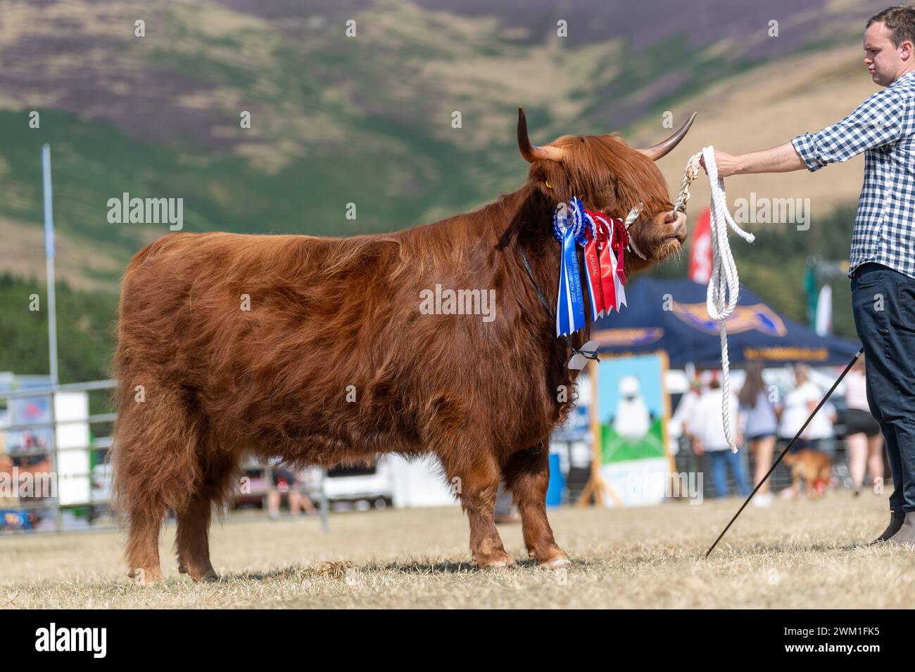 Champion Highland cow at Peebles show in the Scottish Borders, Scotland ...