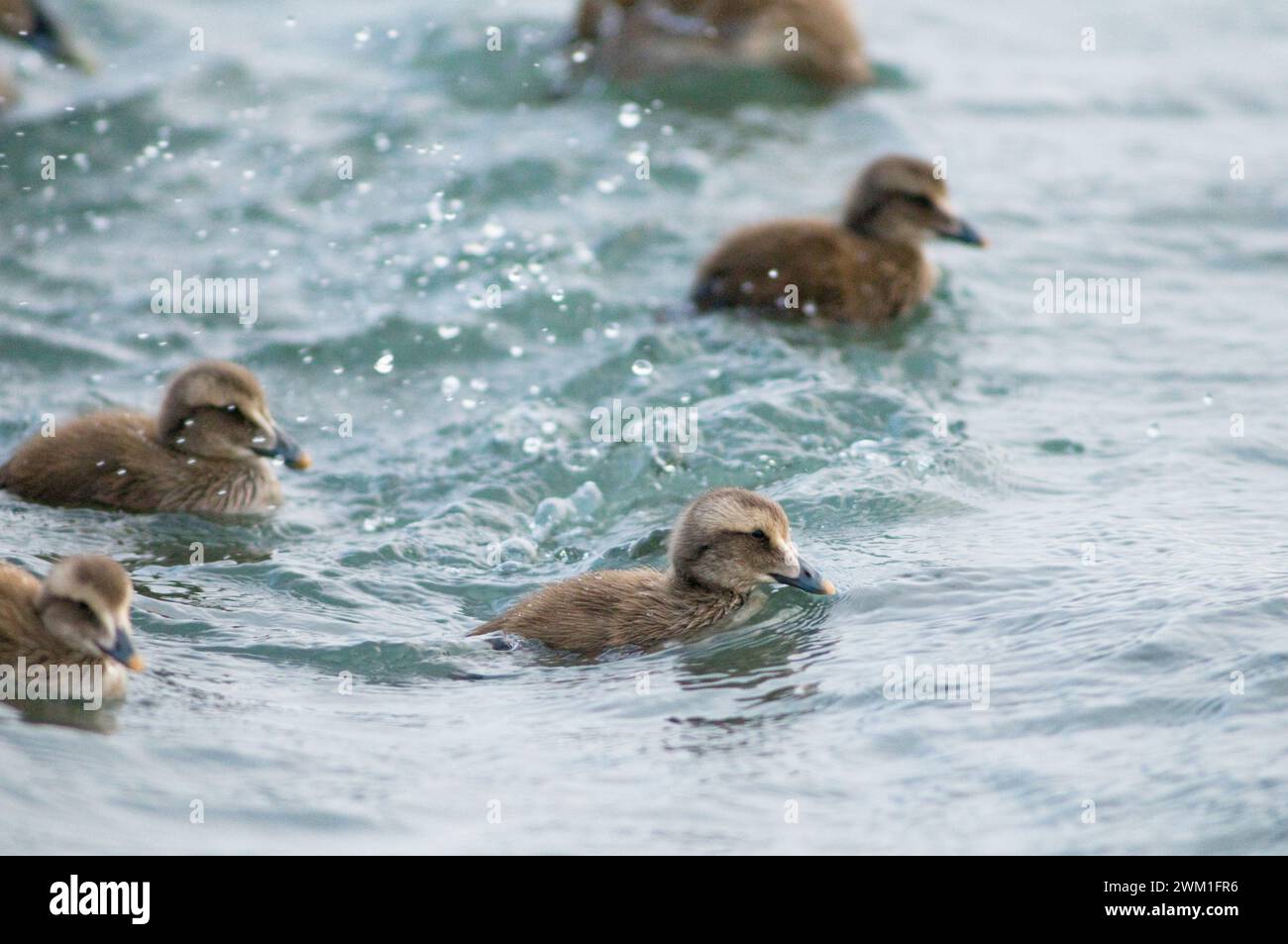 Baibes hi-res stock photography and images - Alamy