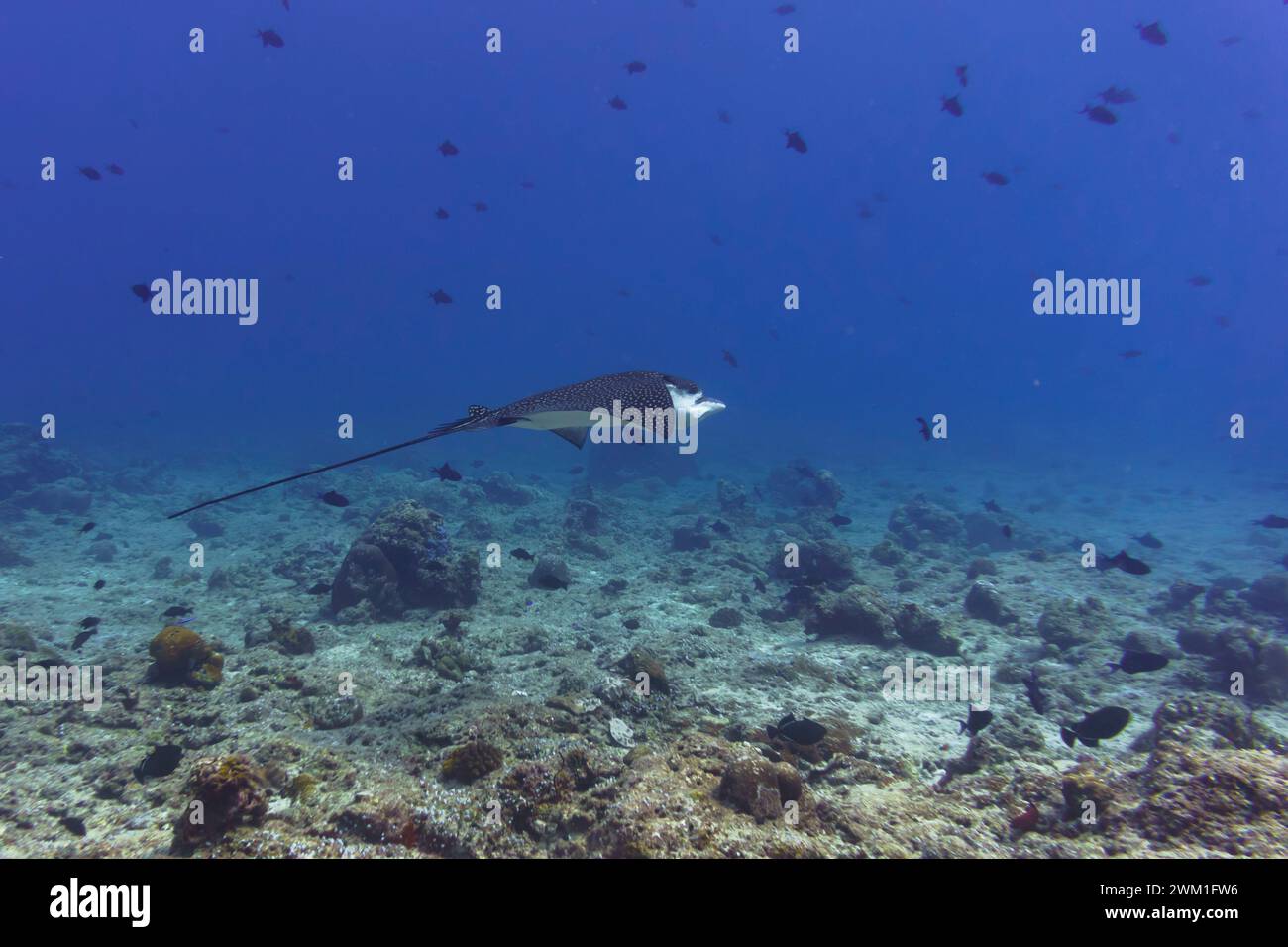 Spotted eagle ray in the coral reef of Maldives island. Tropical and ...