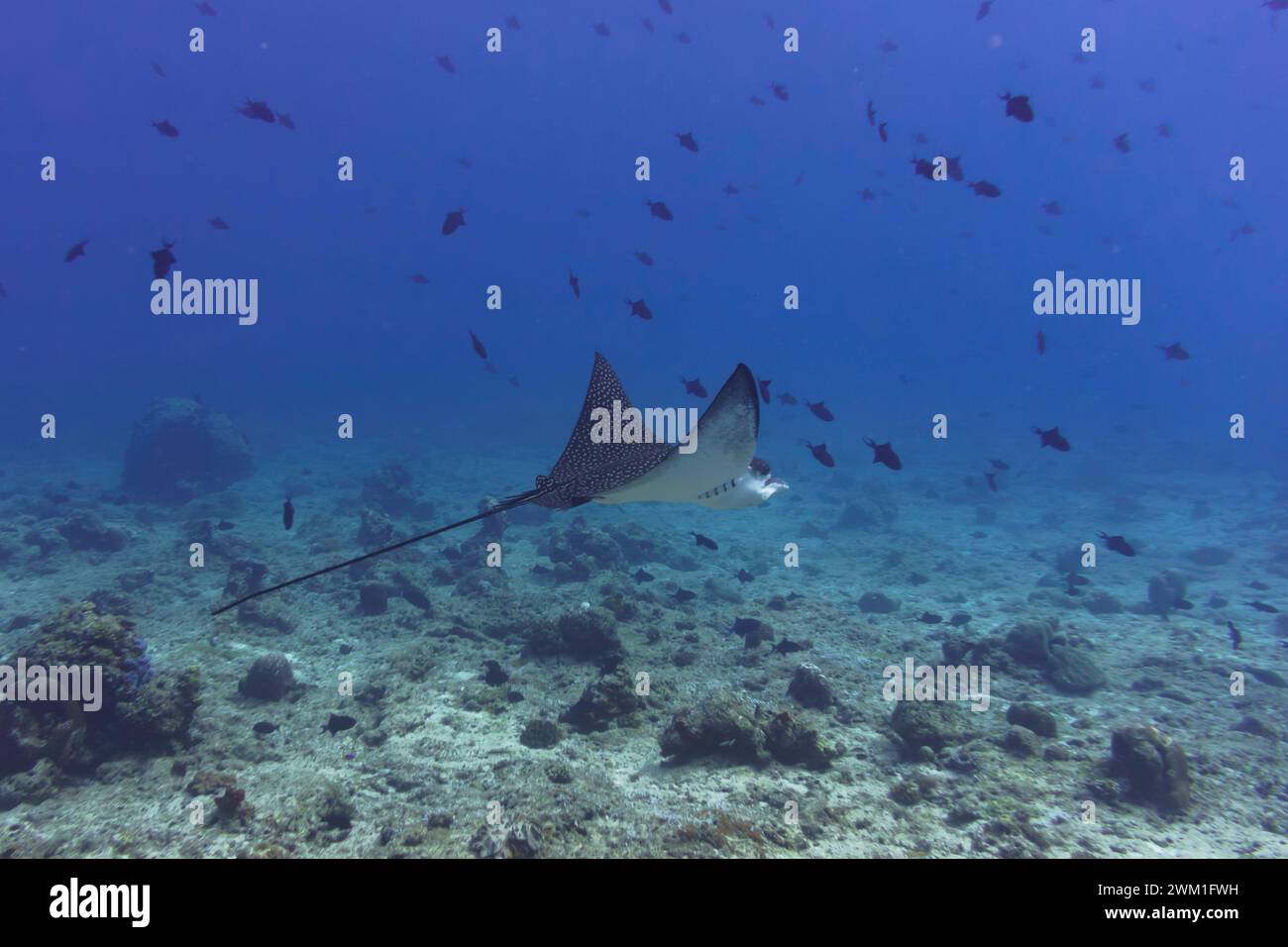 Scary stingray hi-res stock photography and images - Alamy