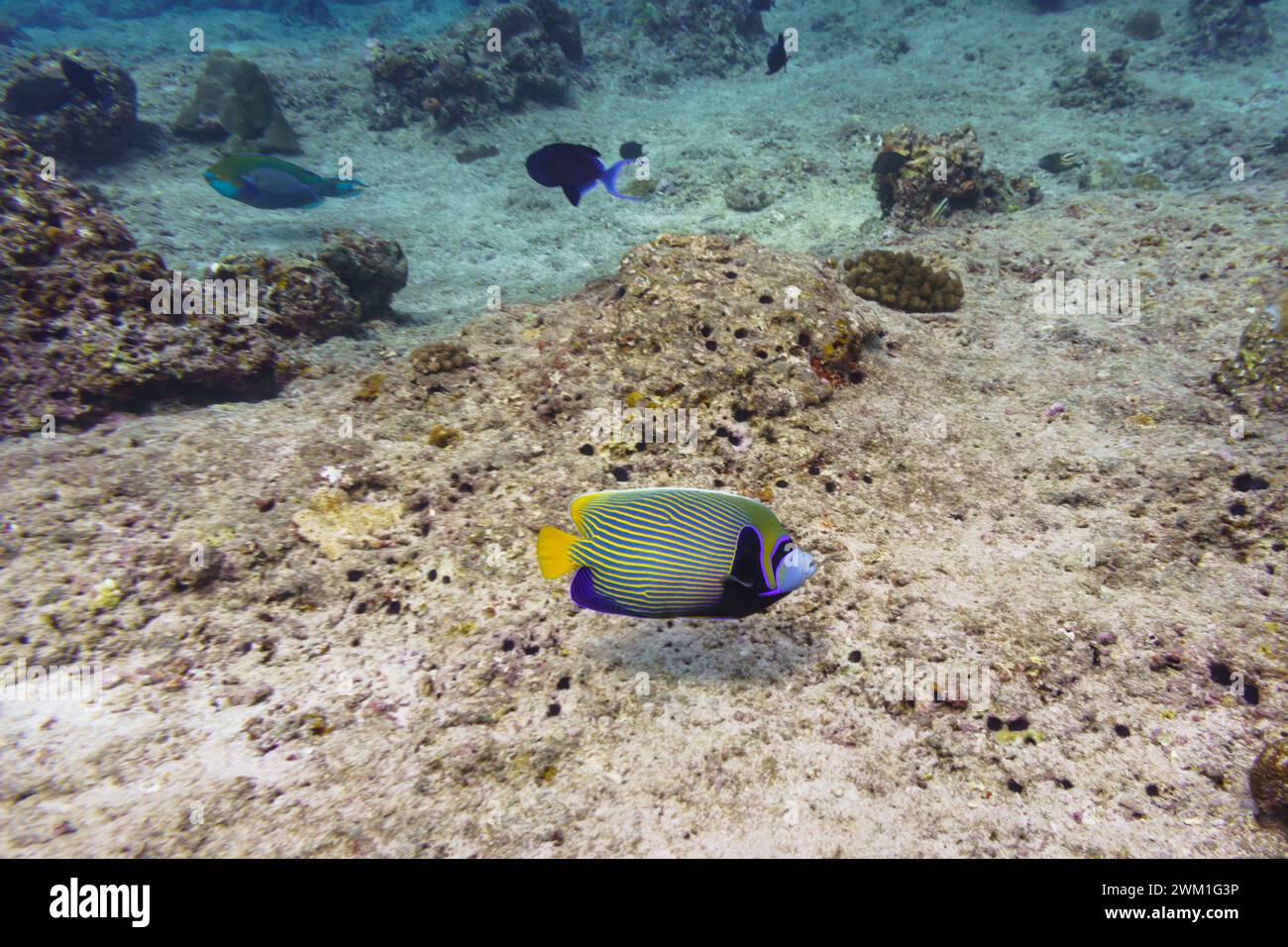 Emperor angelfish (Pomacanthus imperator) in the coral reef of Maldives ...