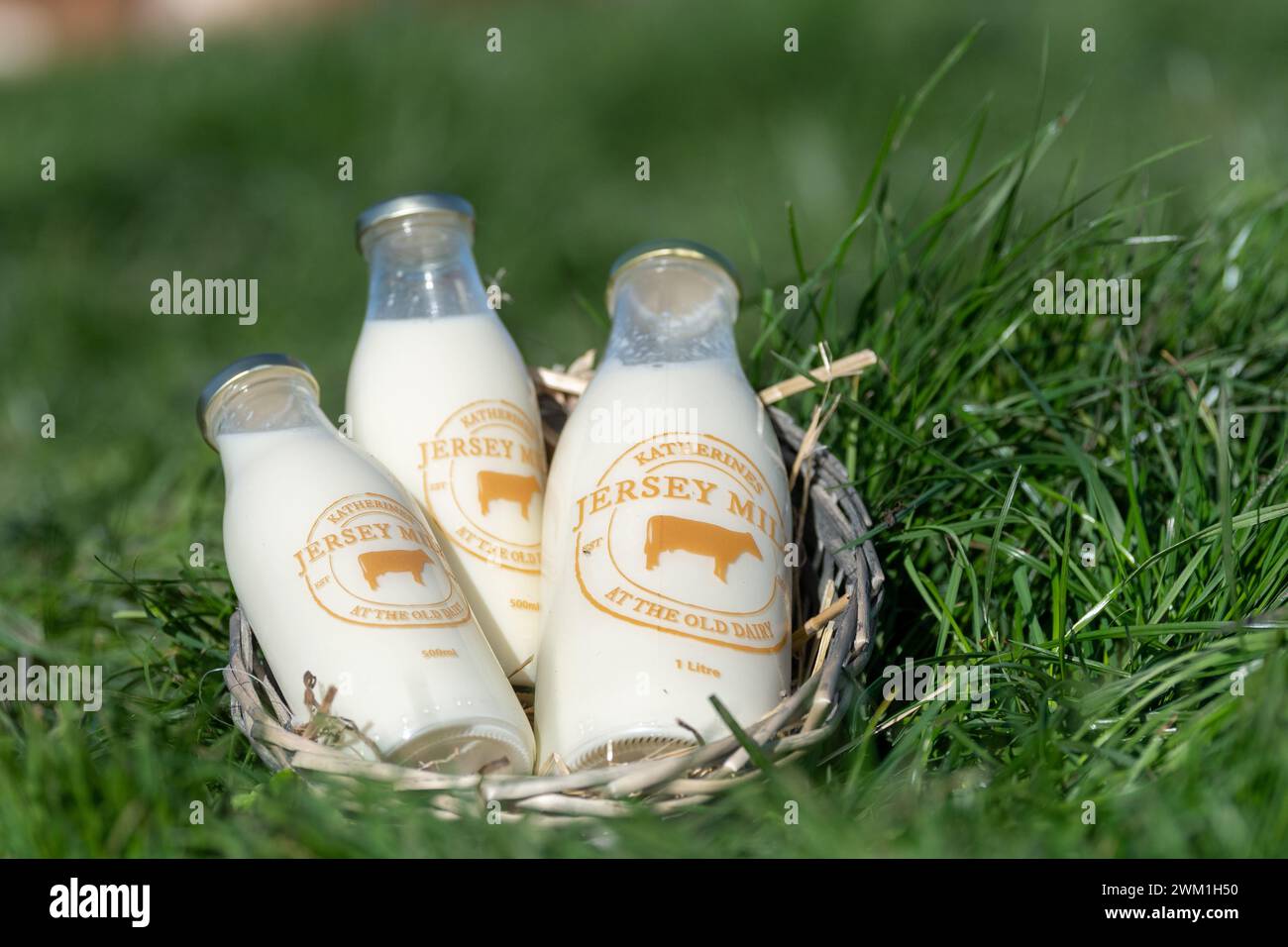 Glass bottles full of milk ready to sell in a farm shop, fresh off the ...