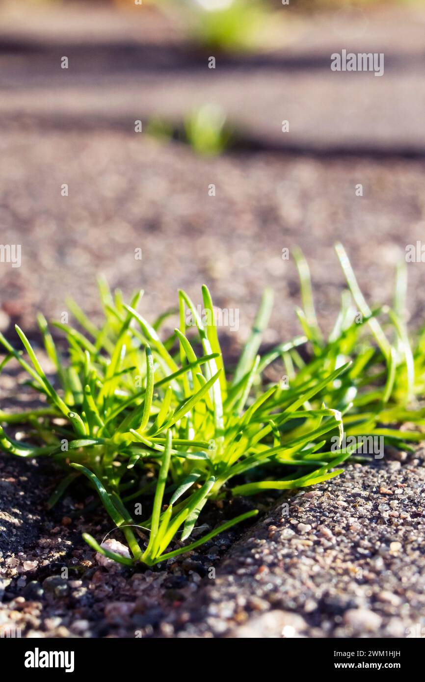 Green plant leaves on paving slabs close up Stock Photo - Alamy