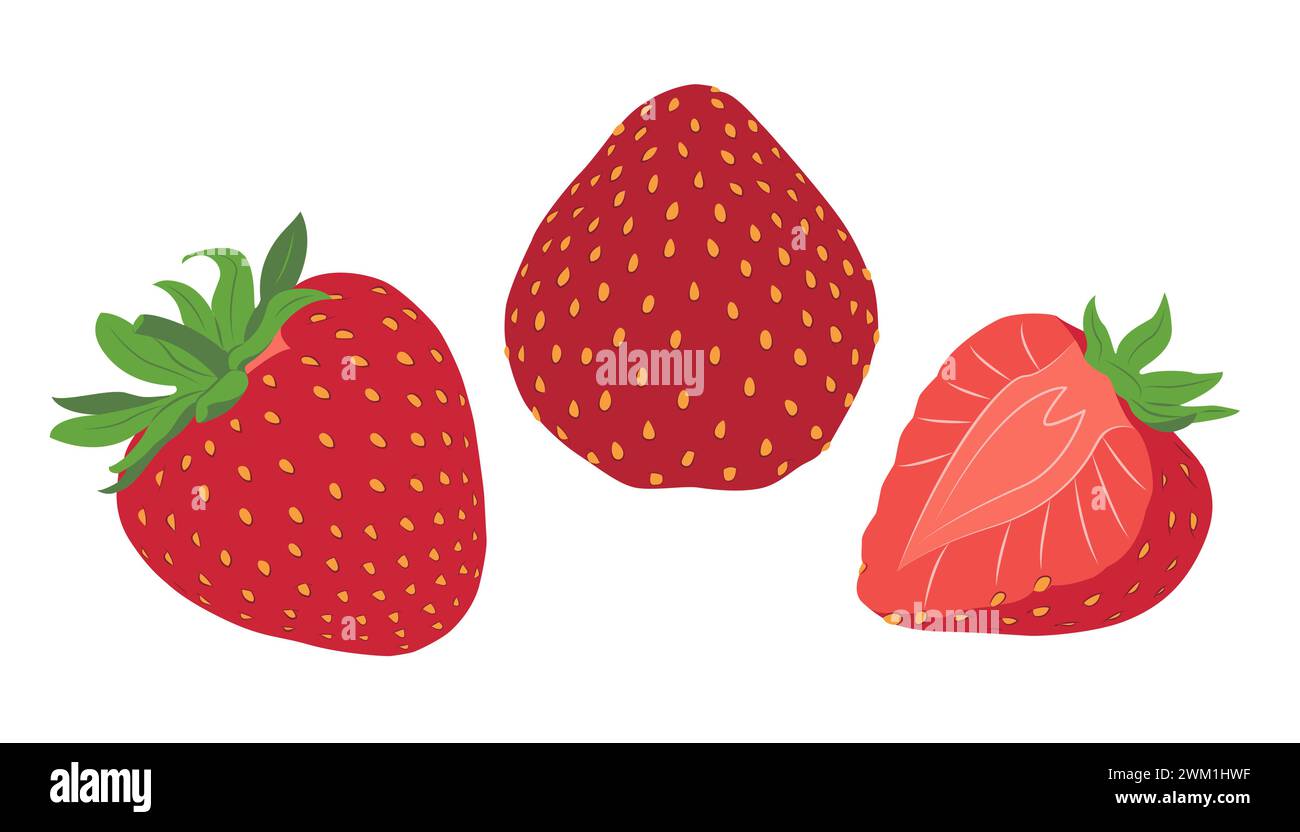 Strawberry. Red sweet berries. Hand drawn flat vector illustration ...