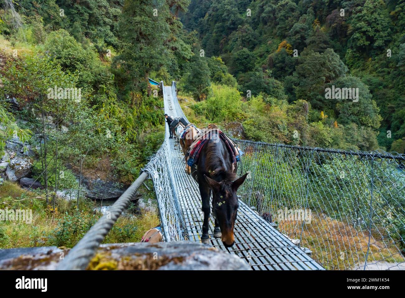 Taplejung, Nepal - October 30, 2023 : Mule Donkeys in Trekking Route ...