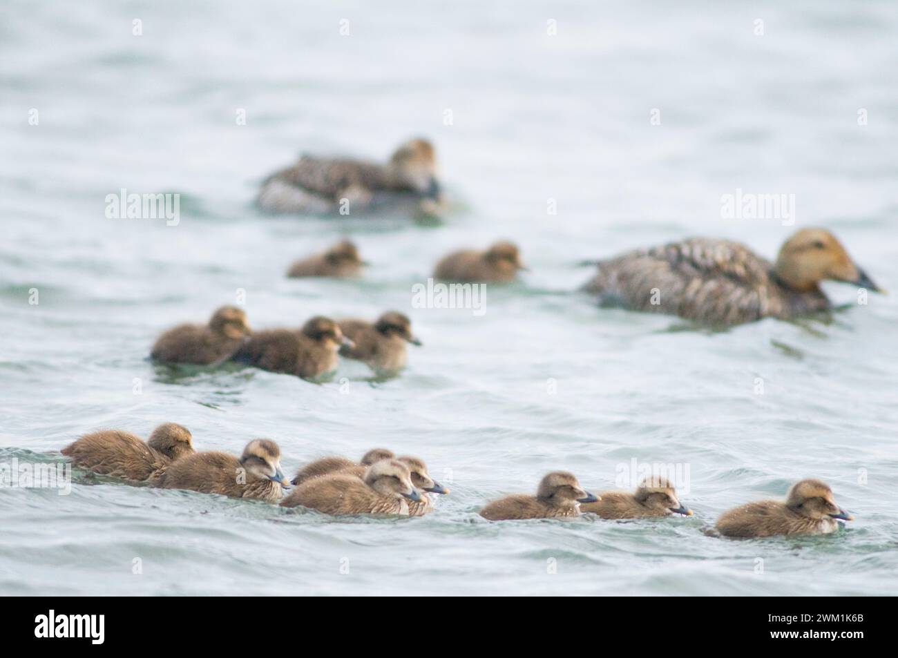 Group of common eider ducks Somateria mollissima mother and newborn ...