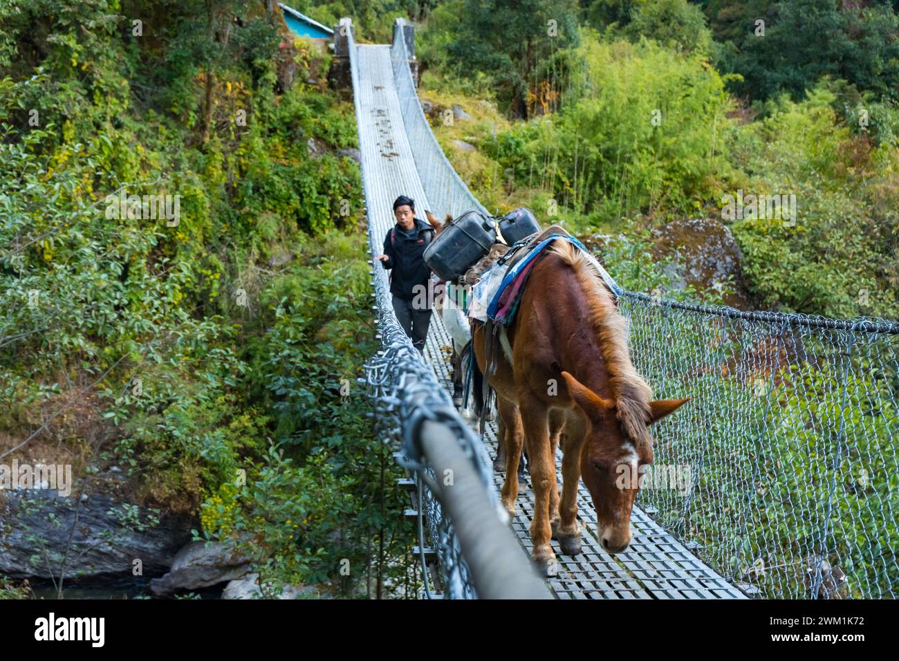 Taplejung, Nepal - October 30, 2023 : Mule Donkeys in Trekking Route ...