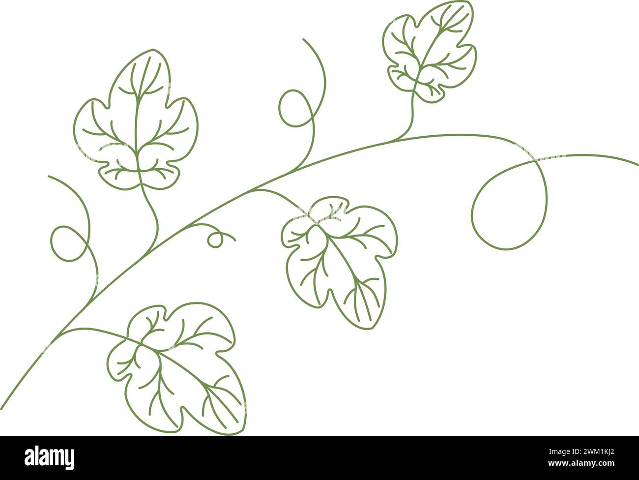 vector grape vine. green vine minimalist art design. leaves of grape ...