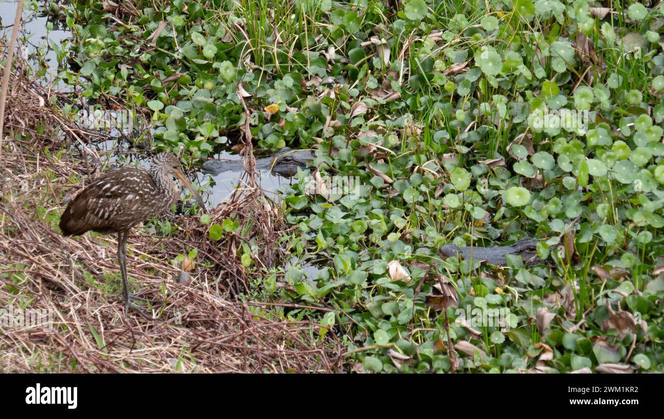 Limpkin and alligator hi-res stock photography and images - Alamy