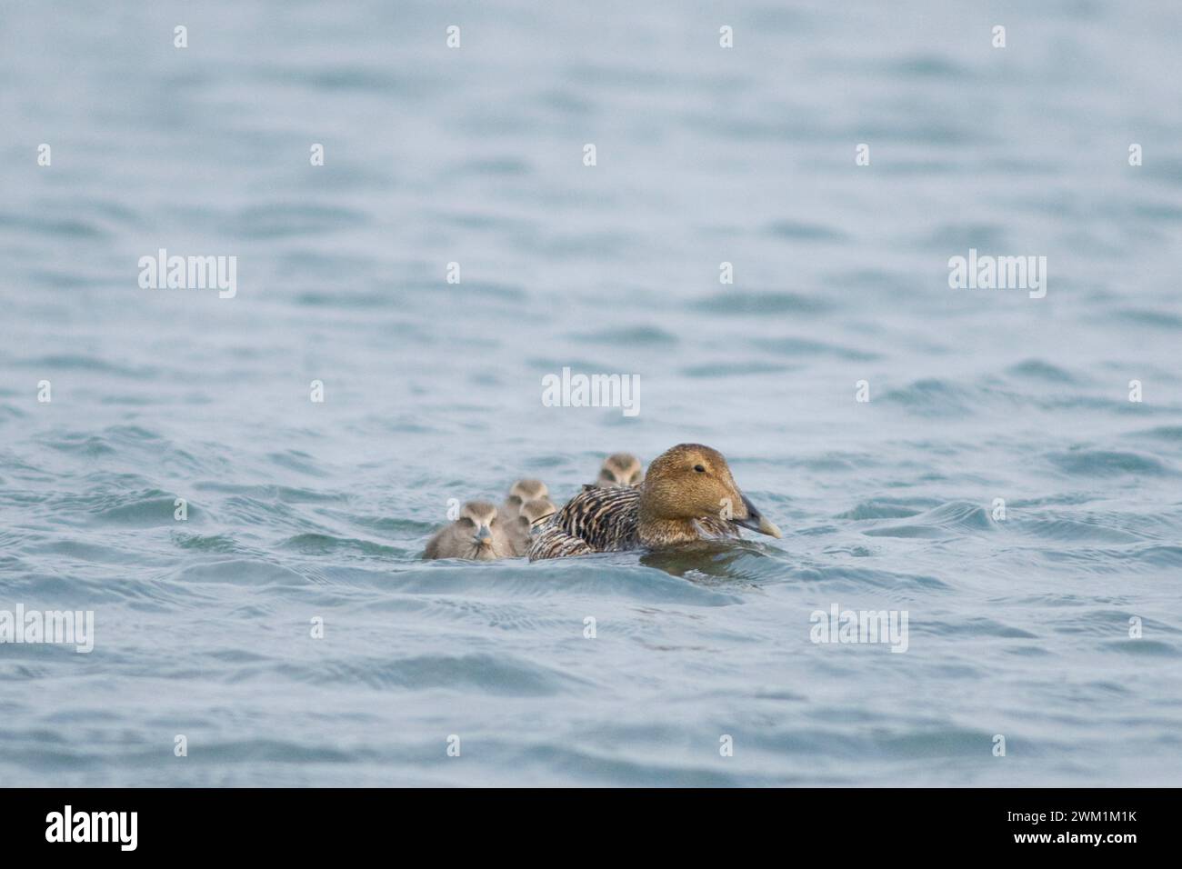 Alaskan ducklings hi-res stock photography and images - Alamy
