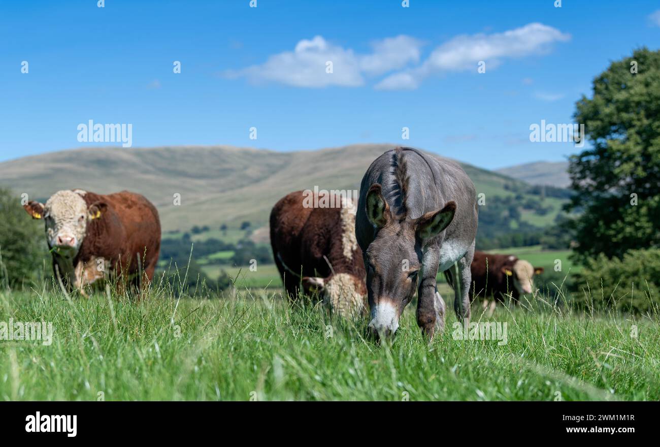 Jack donkeys fighting hi-res stock photography and images - Alamy