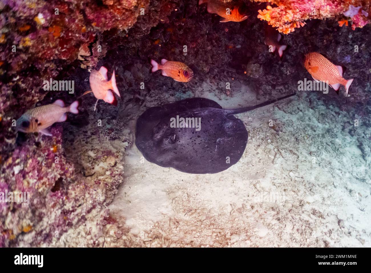 Scary stingray hi-res stock photography and images - Alamy