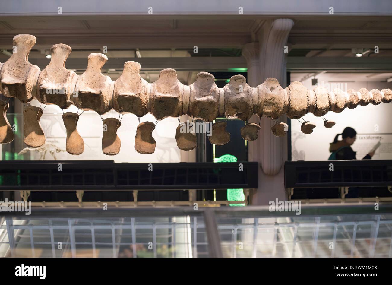 Interior details of the Manchester Museum in Manchester, England, UK ...