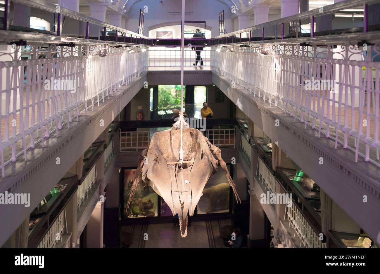 Manchester museum dinosaur hi-res stock photography and images - Alamy