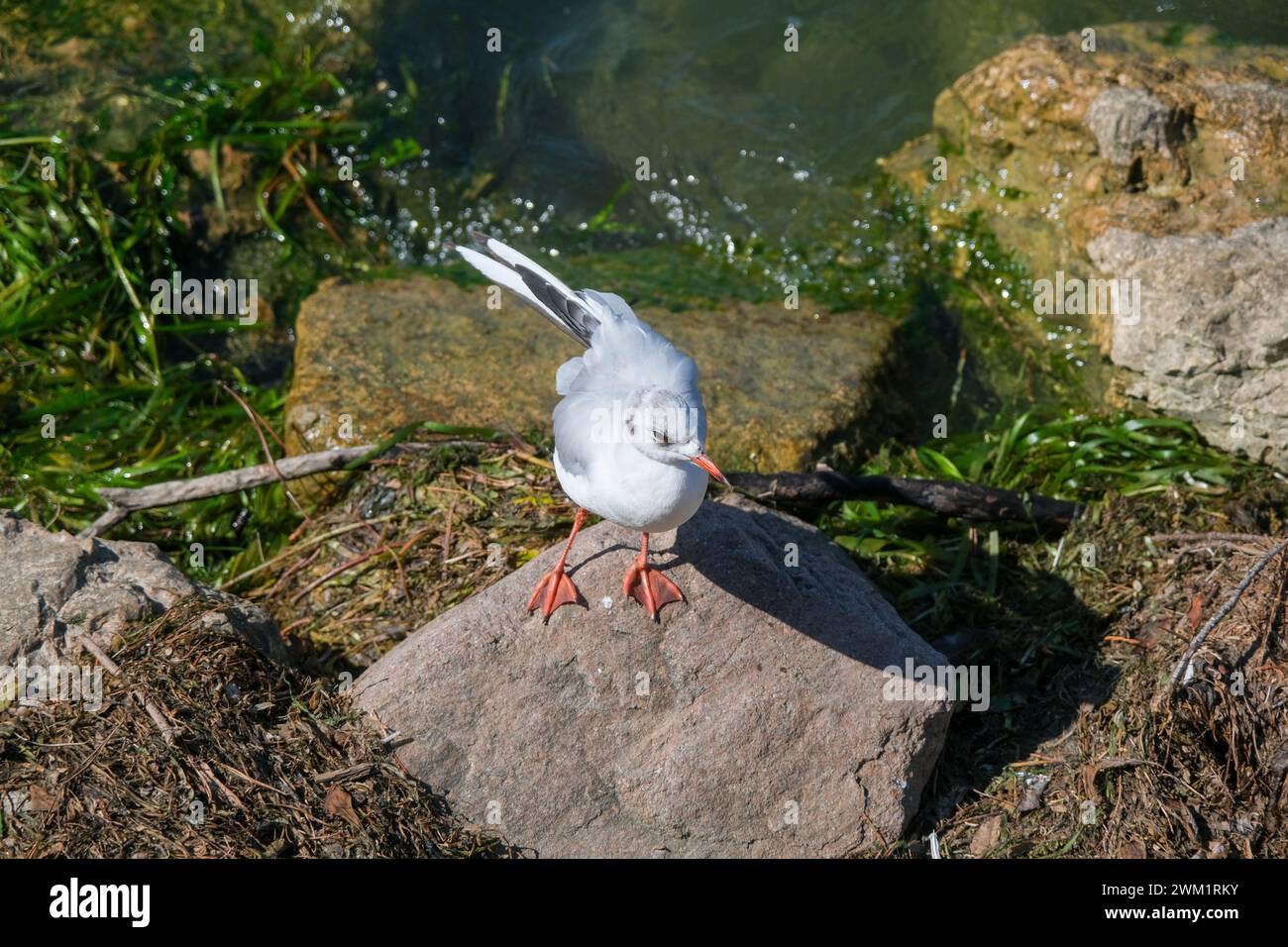 Groundcover birds hi-res stock photography and images - Alamy