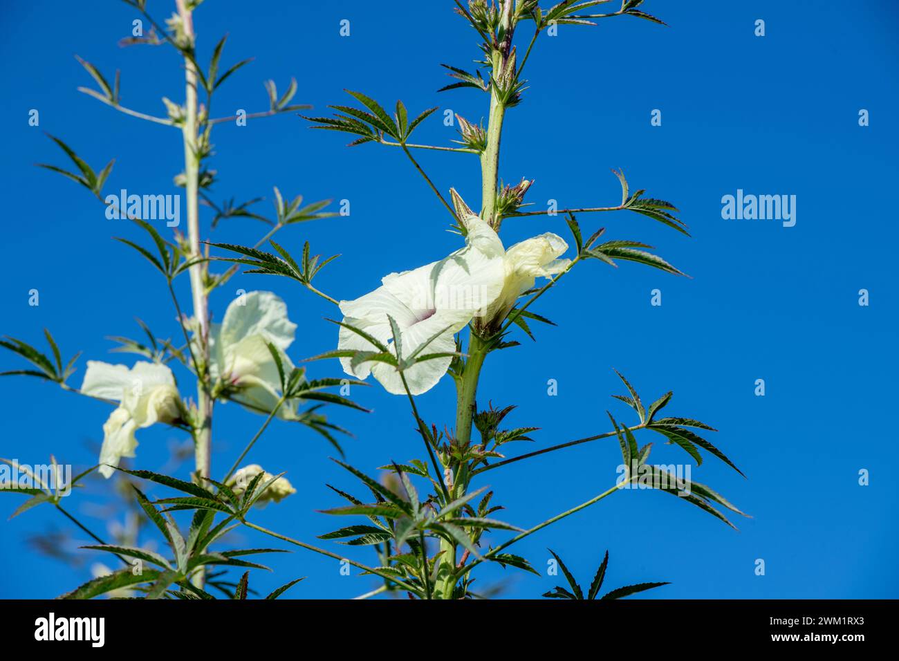 Fiber plants hi-res stock photography and images - Alamy
