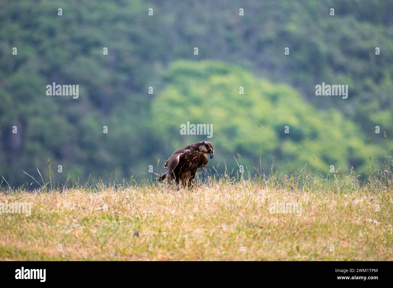 Prey stands hi-res stock photography and images - Alamy