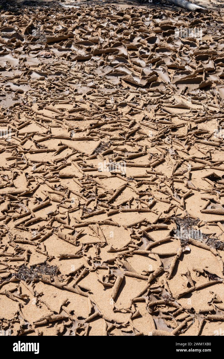 Dried mud texture on hi-res stock photography and images - Alamy