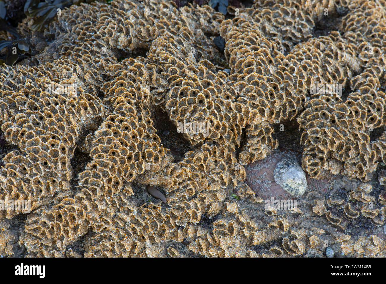 Sabellaria alveolata honeycomb worm hi-res stock photography and images ...
