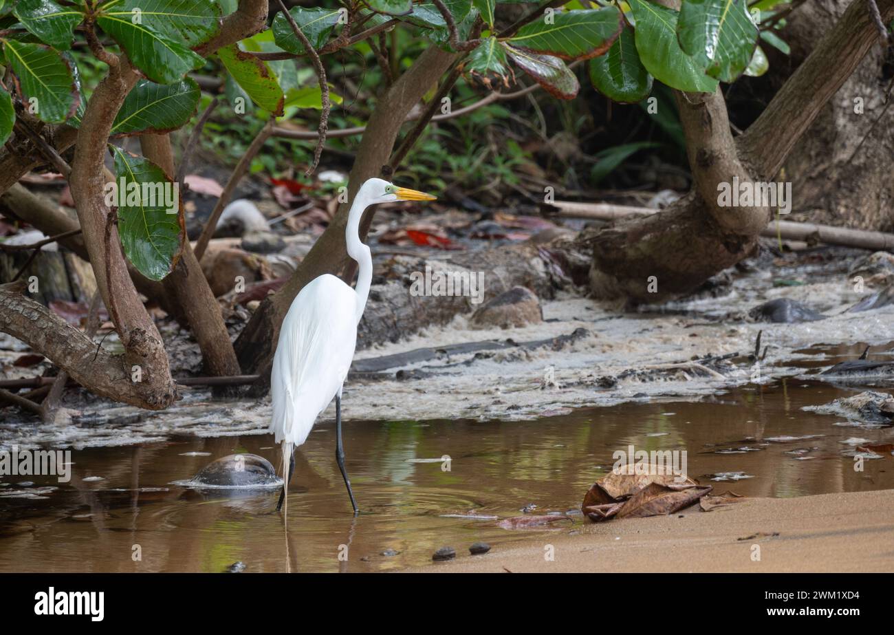 Great Egret (Ardea alba) hunting in a marsh, Puerto Rico, USA Stock ...
