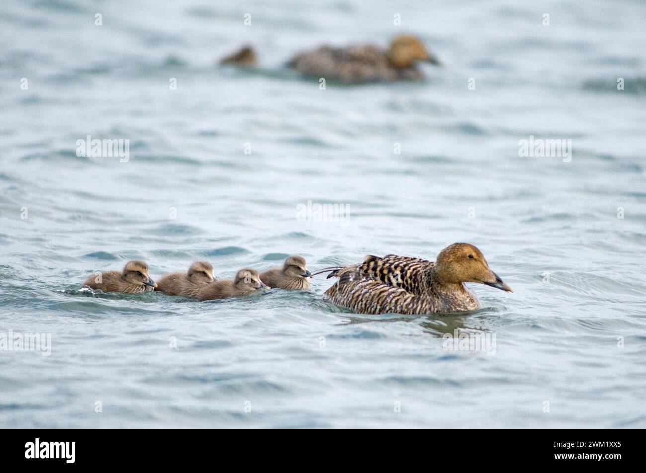 Group of common eider ducks Somateria mollissima mother and newborn ...