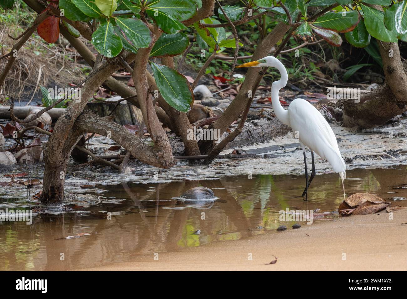 Great Egret (Ardea alba) hunting in a marsh, Puerto Rico, USA Stock ...