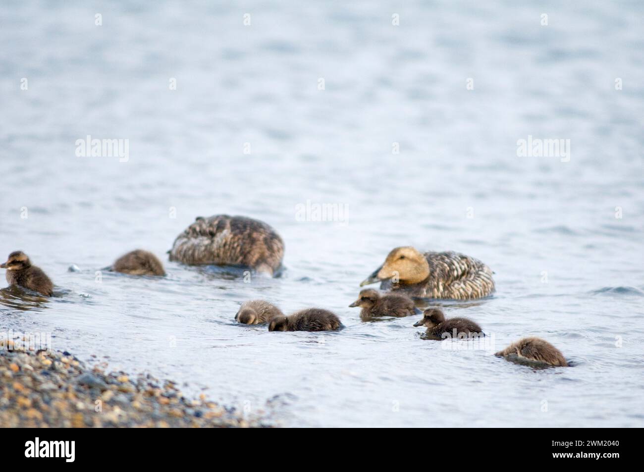 Group of common eider ducks Somateria mollissima mother and newborn ...