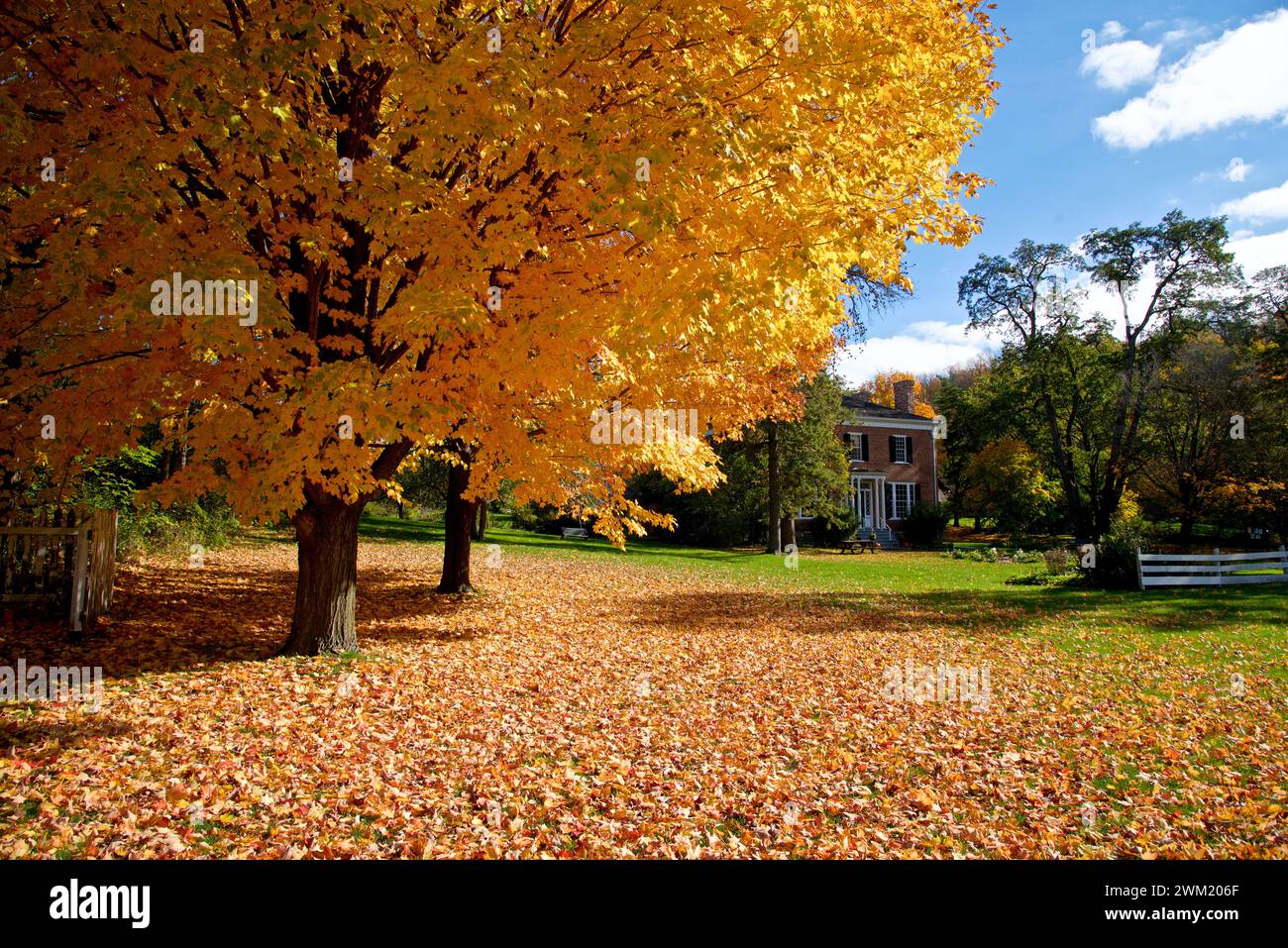 The landscape of the maple leaf hi-res stock photography and images - Alamy
