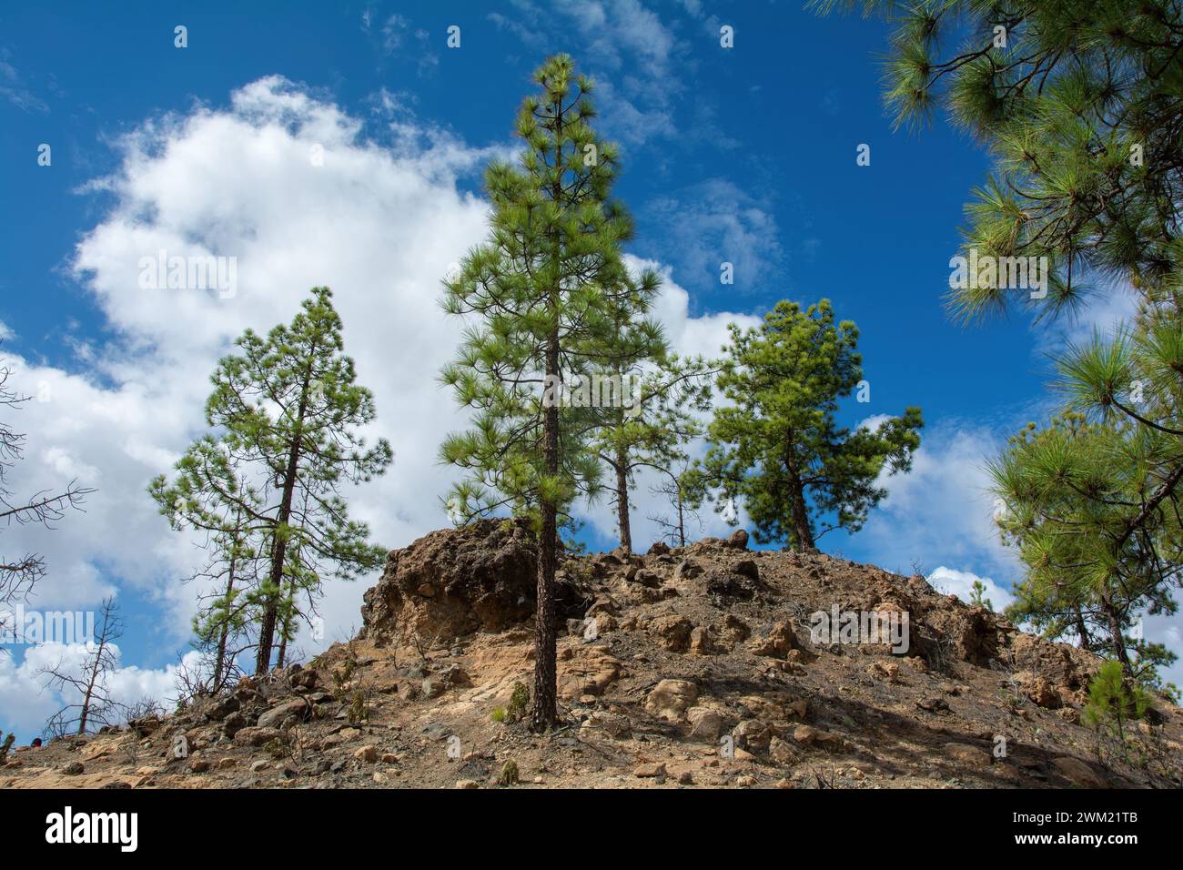 Canarian pine ( Pinus canariensis ) on a mountain on the island of Gran ...