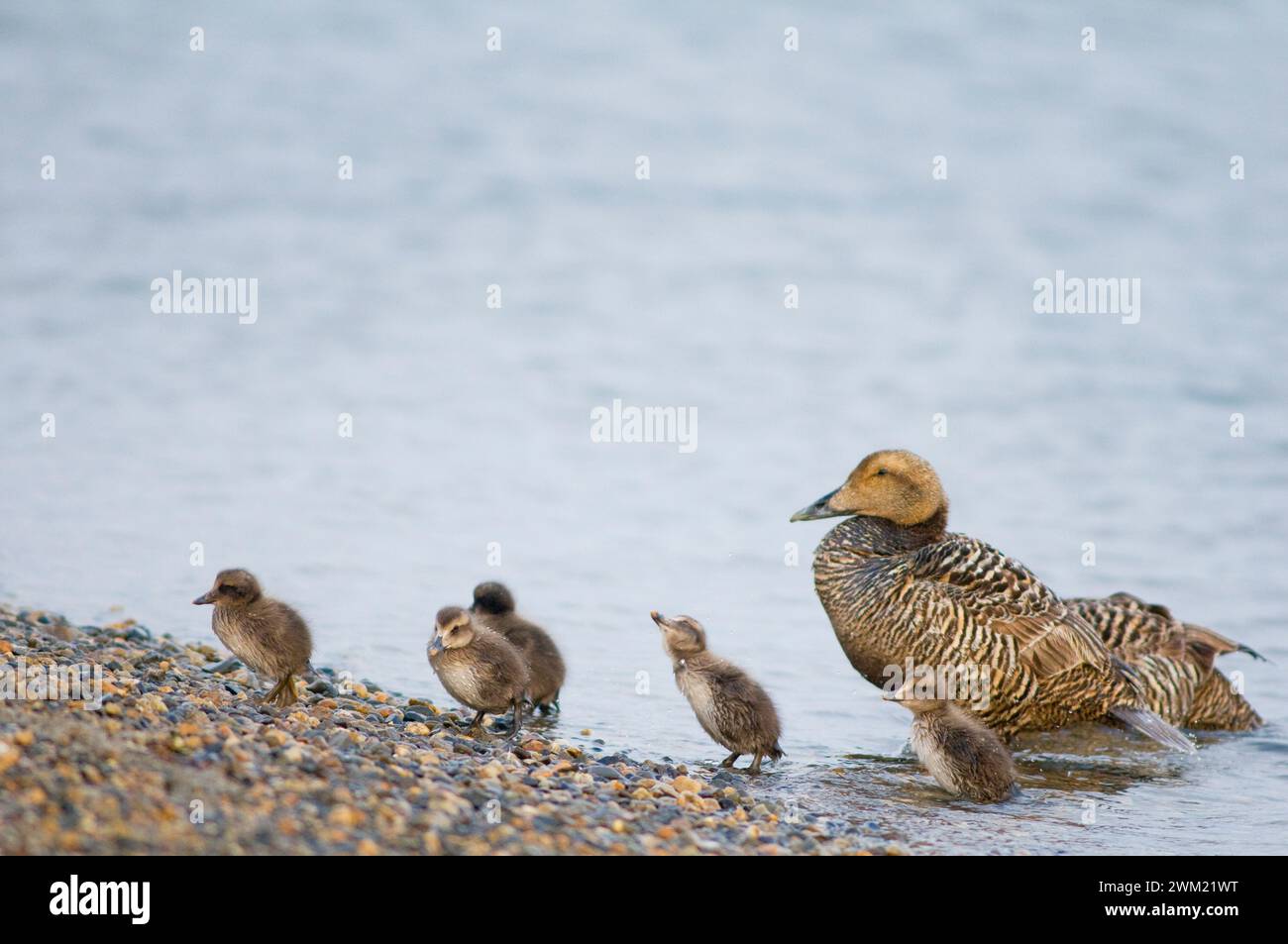 Group of common eider ducks Somateria mollissima mother and newborn ...