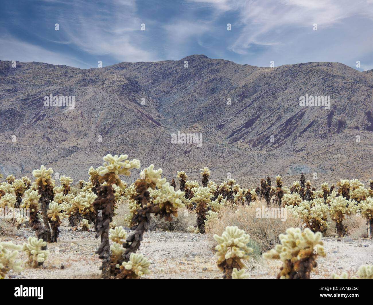 The Cholla Cactus Garden in Joshua Tree National Park, California Stock ...