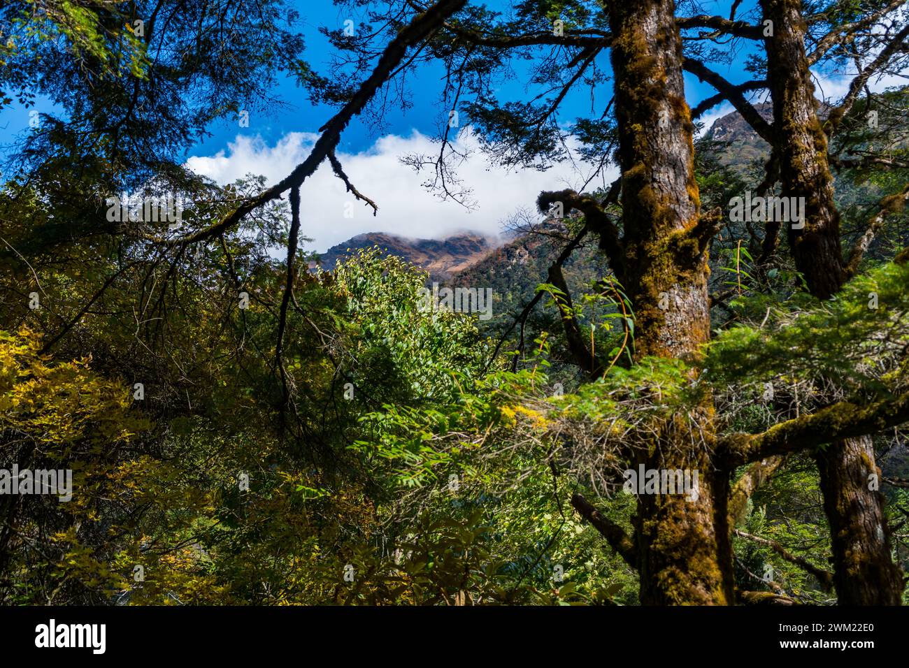 Green Forest Landscape of Taplejung Nepal seen during Kanchenjunga Base ...
