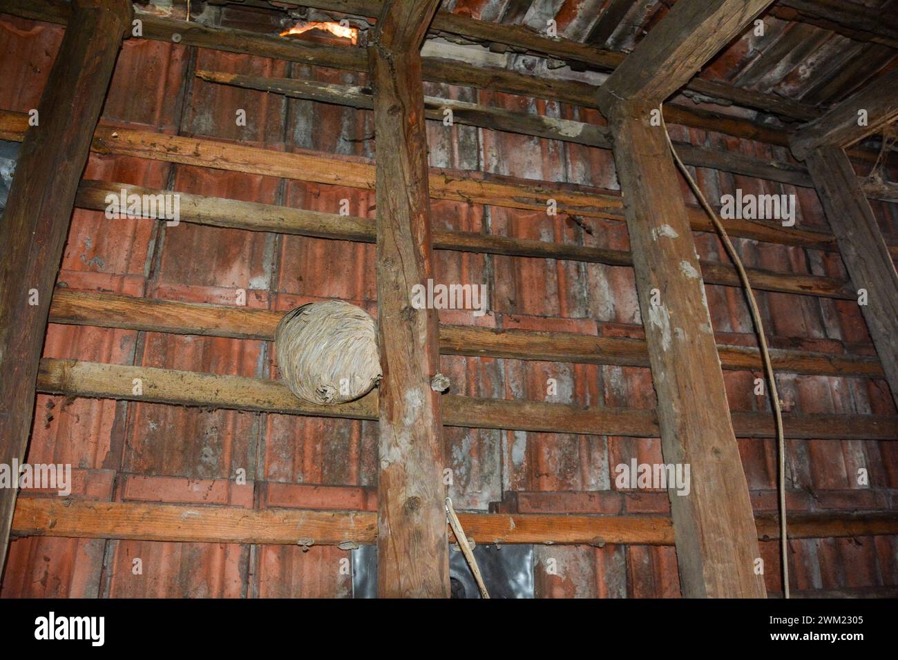 Empty Wasp nest under an old house roof by the roof tiles Stock Photo ...