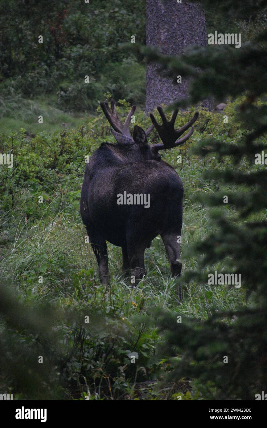 Large moose stands in hi-res stock photography and images - Alamy