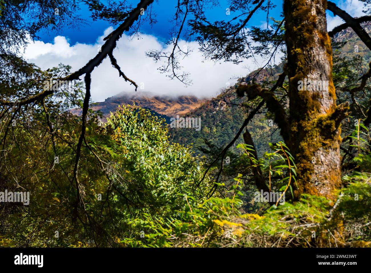 Green Forest Landscape of Taplejung Nepal seen during Kanchenjunga Base ...
