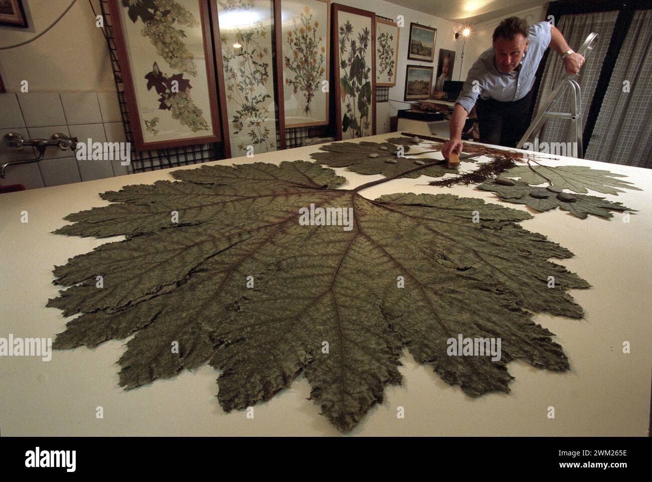 MME4785387 Turin, December 6, 2000. British artist Stuart Thornton in ...