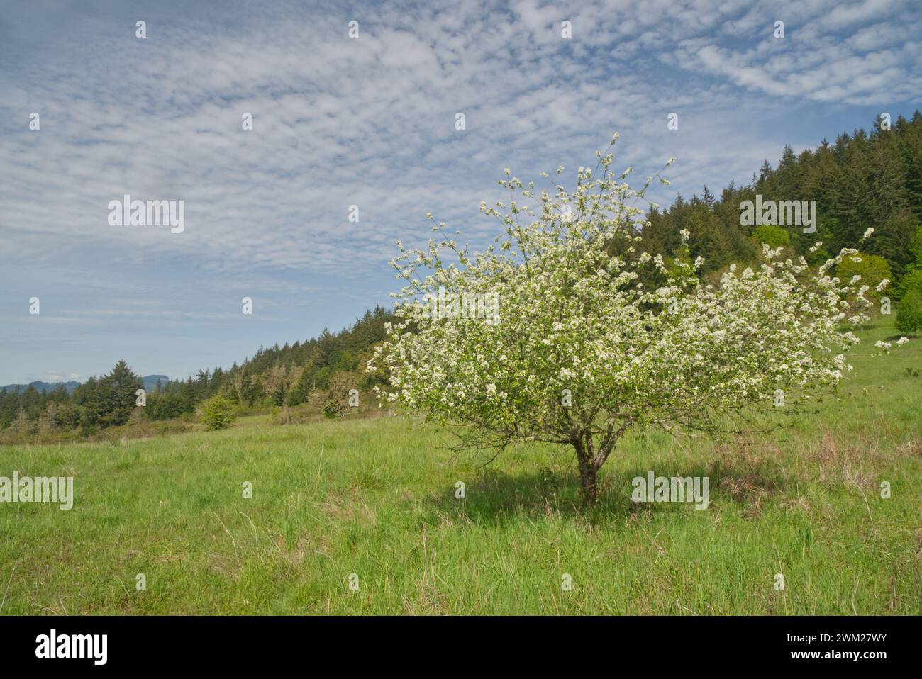 Mt pisgah arboretum hi-res stock photography and images - Alamy
