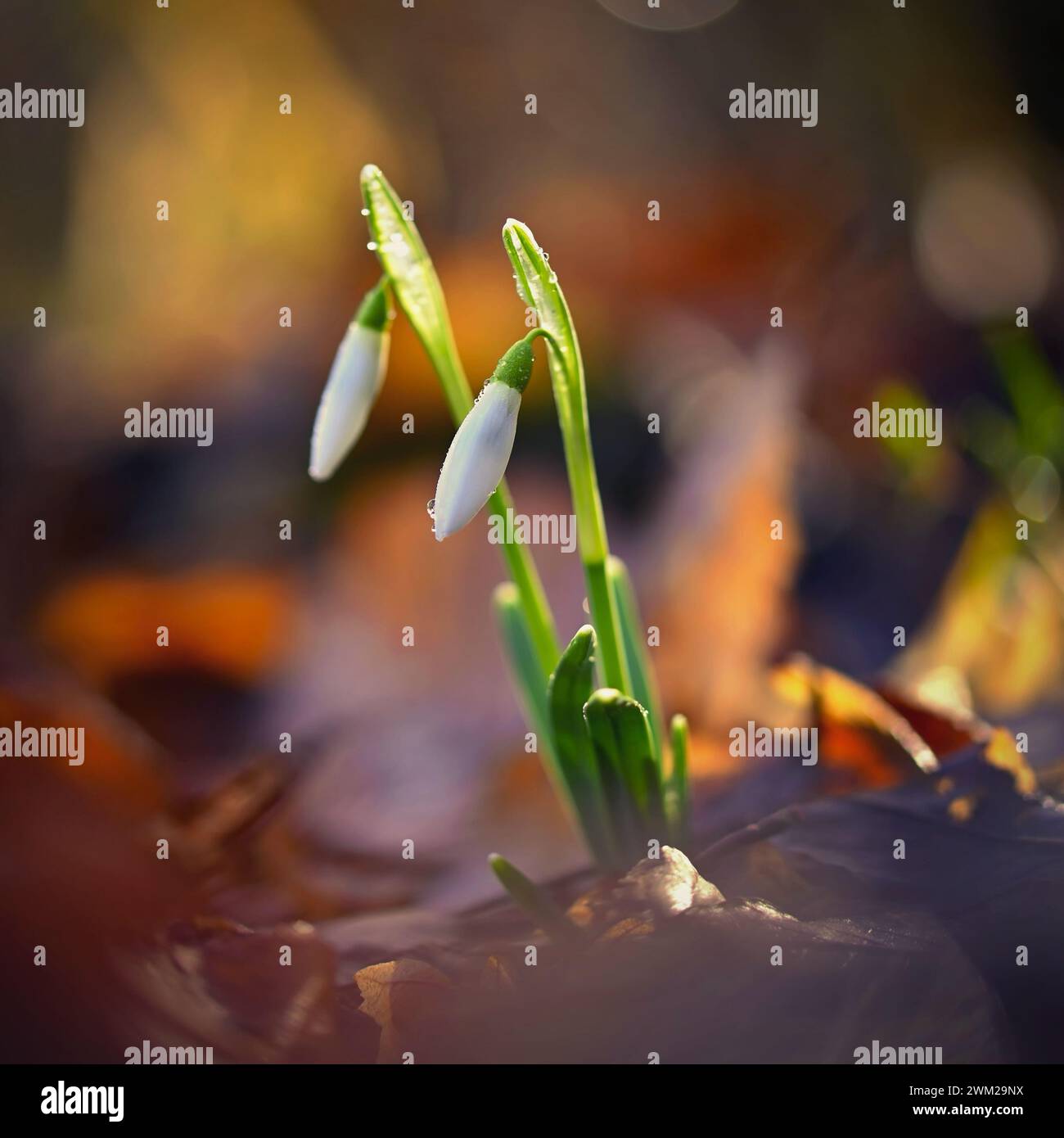 Snowdrops spring flowers. Beautifully blooming in the grass at sunset ...