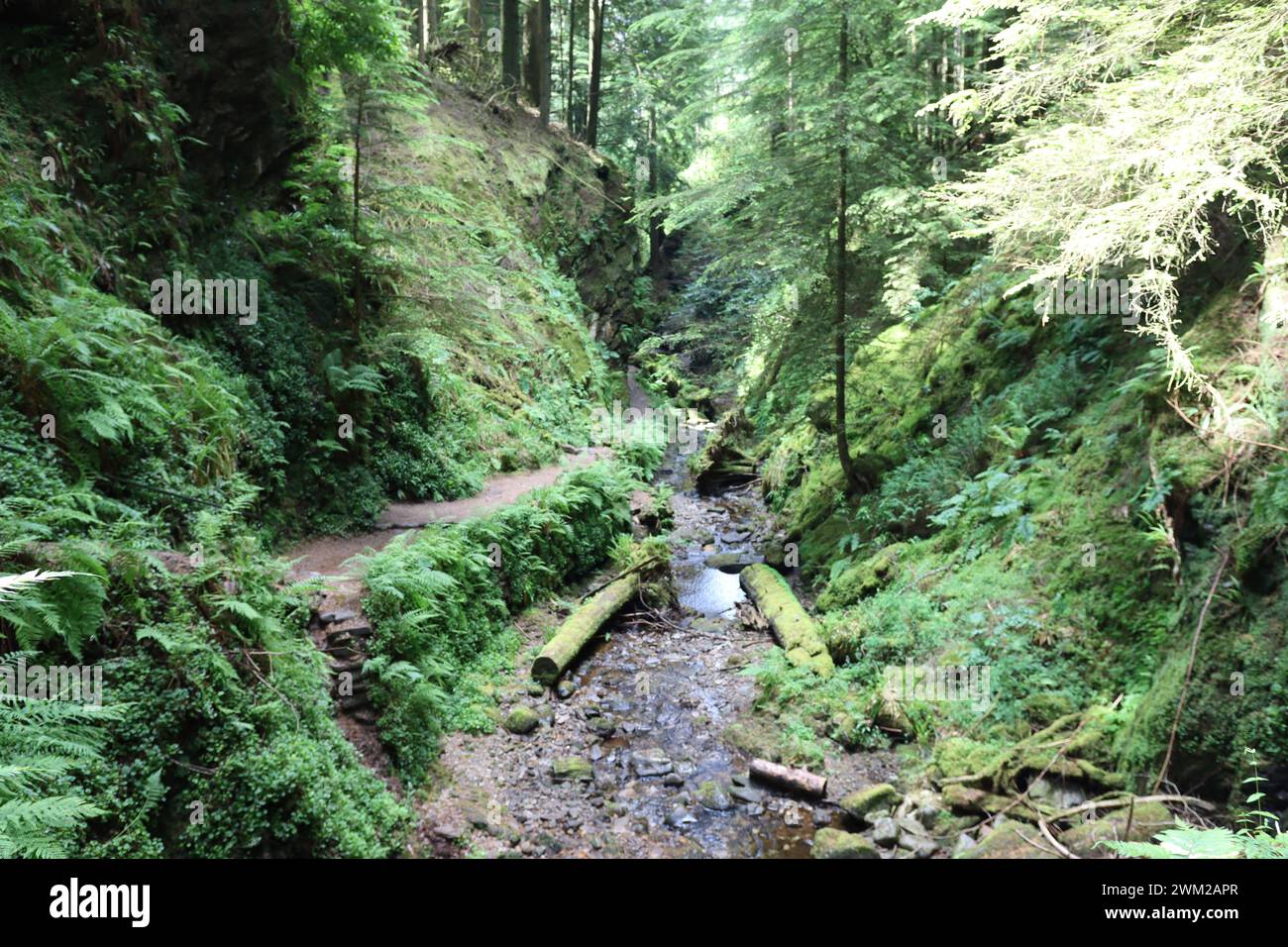 Woodland path winding through a narrow gorge Stock Photo - Alamy