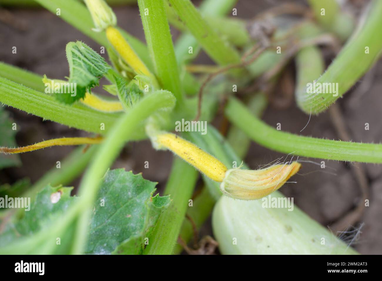 sick yellowed fruit of a zucchini plant in a vegetable garden. Diseases ...