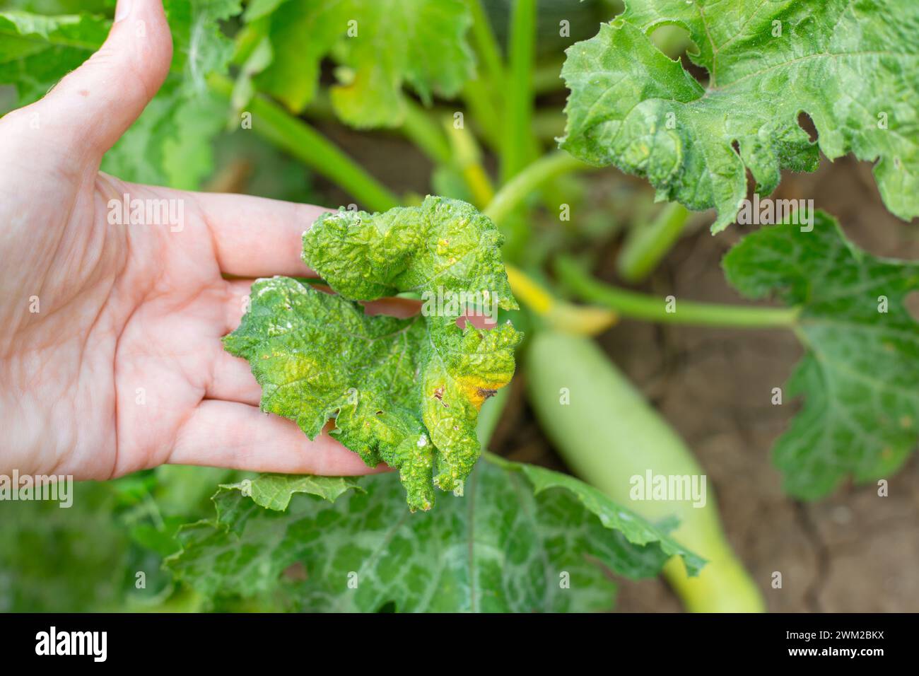 A gardener examines a diseased, withered leaf of a zucchini plant in a ...
