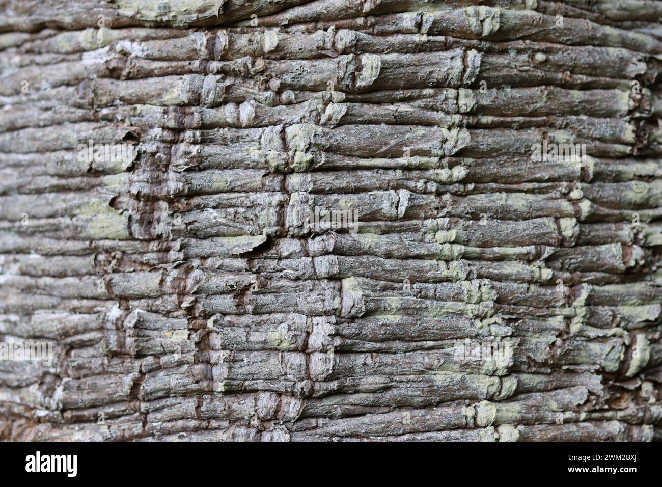 Close up unusual tree hi-res stock photography and images - Alamy