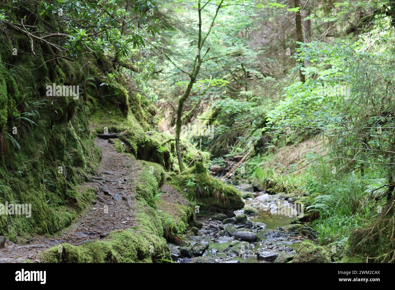 Woodland path winding through a narrow gorge Stock Photo - Alamy