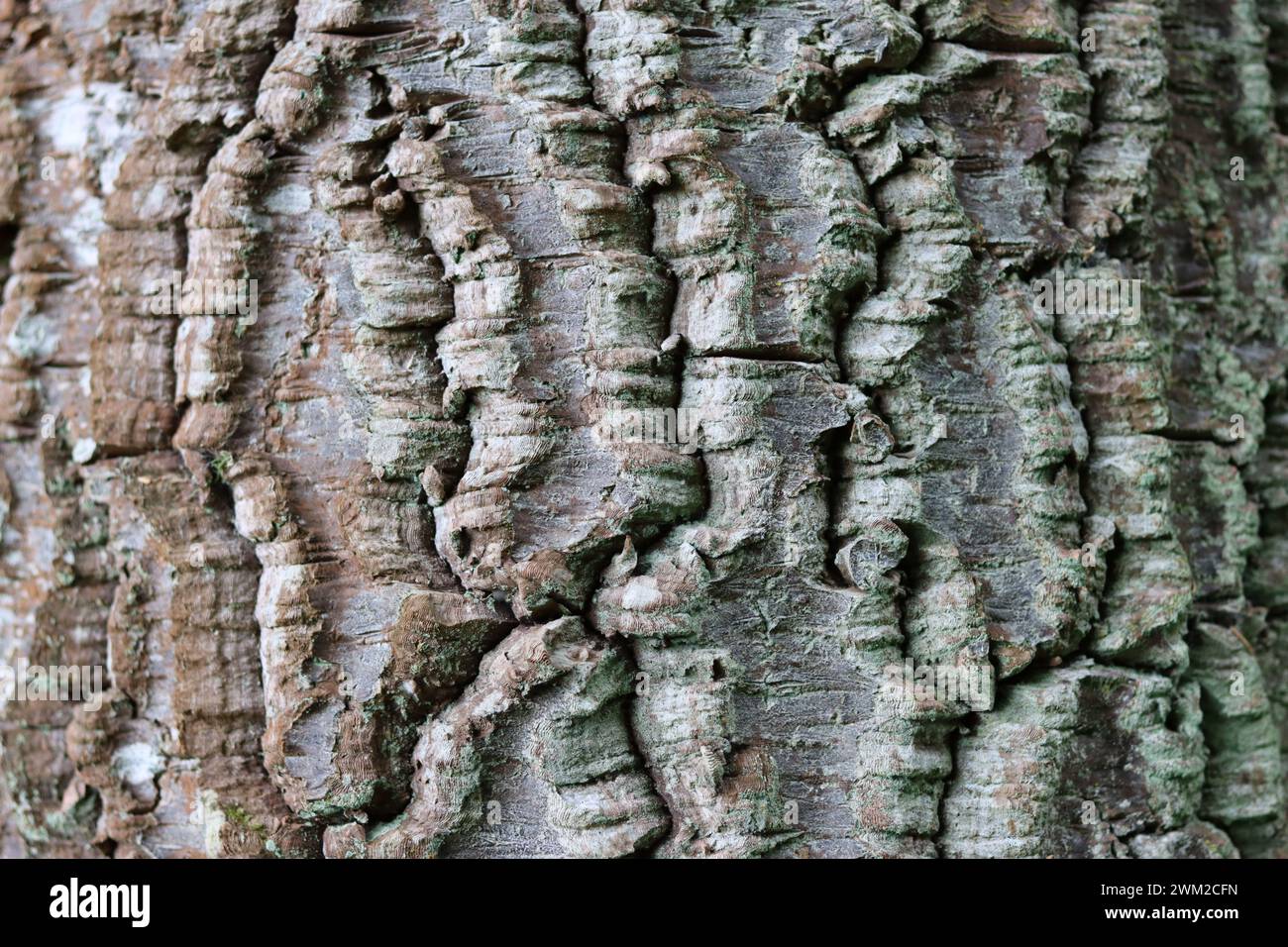 Close up unusual tree hi-res stock photography and images - Alamy