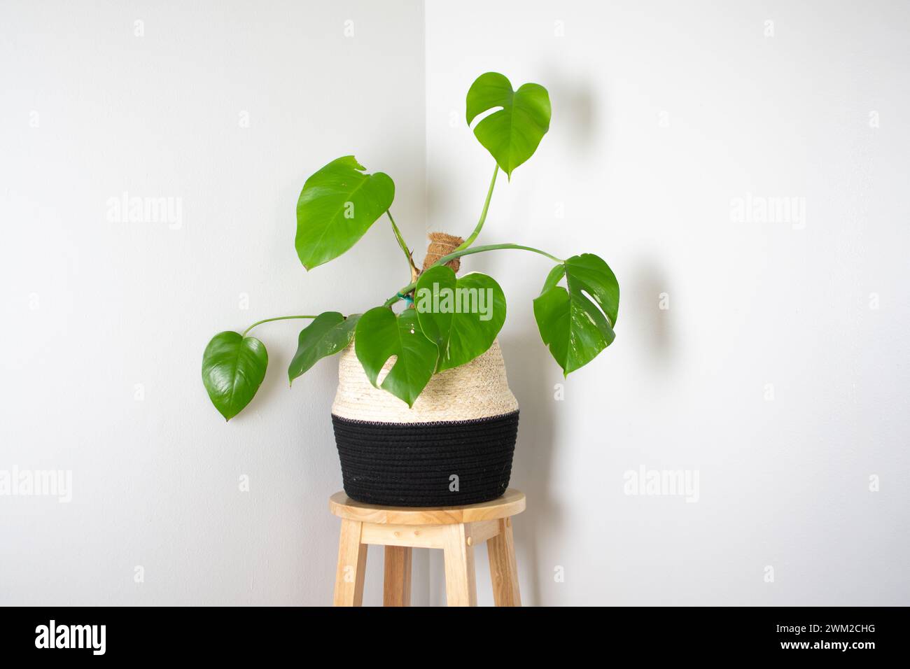 Monstera Alba in a pot. Popular variegated house plant. Monstera ...
