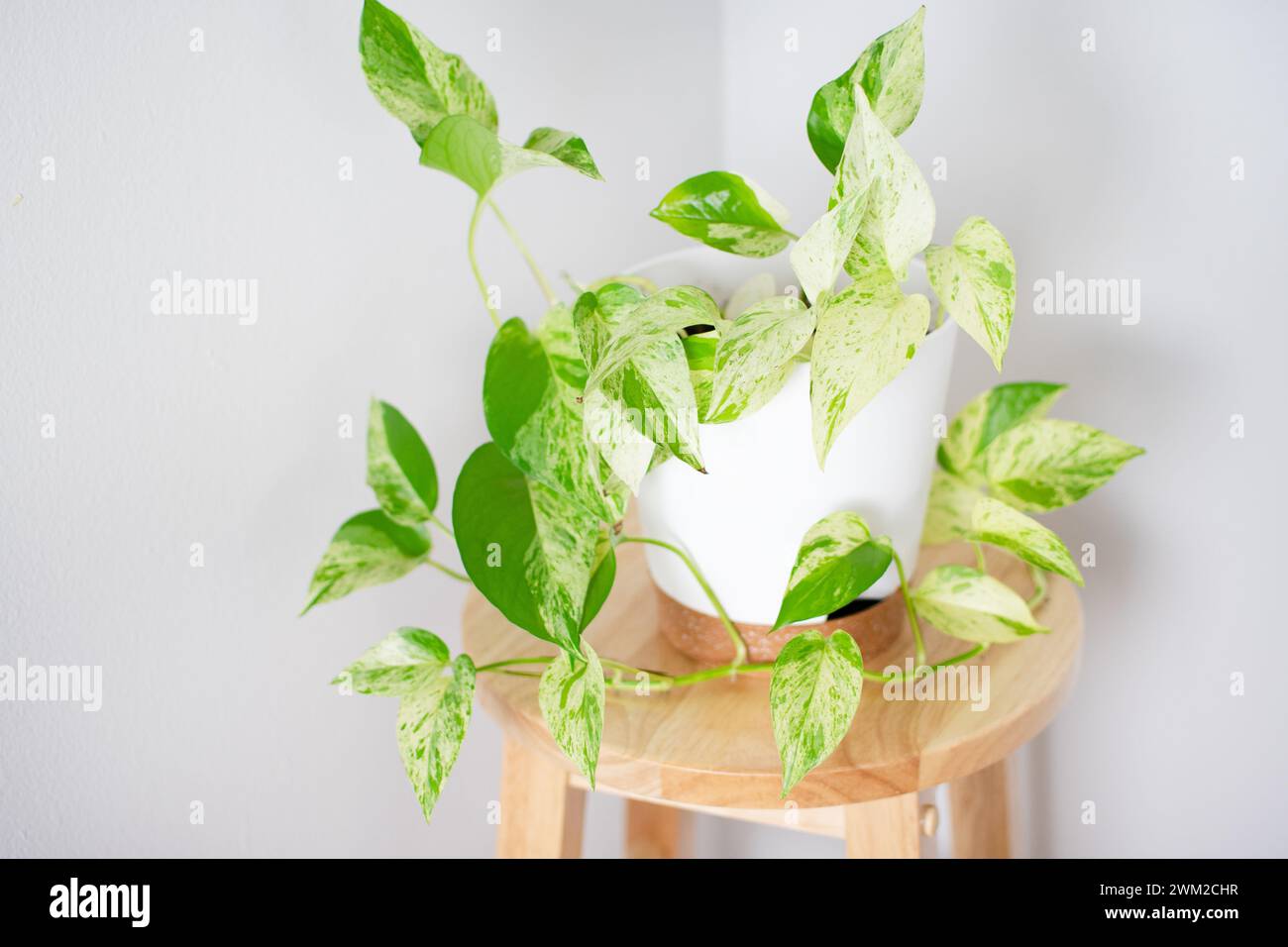 Snow Queen Pothos in a white pot. Popular vining houseplant. Epipremnum ...